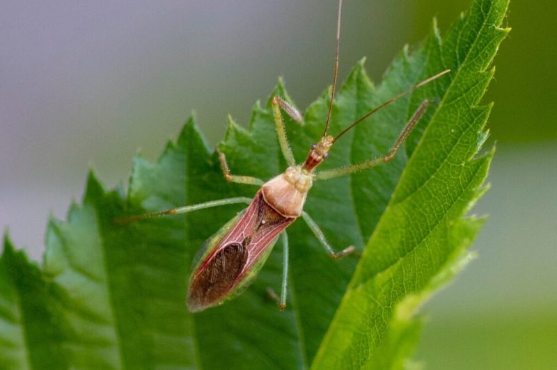 A new insect with a powerful bite has settled in Spain - Javea Connect